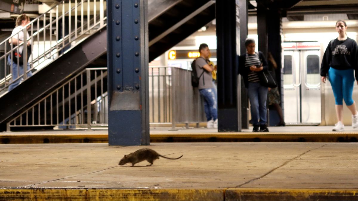 NYC Officials Offer Assistance to Man Filmed Eating Dead Rat | Attack ...