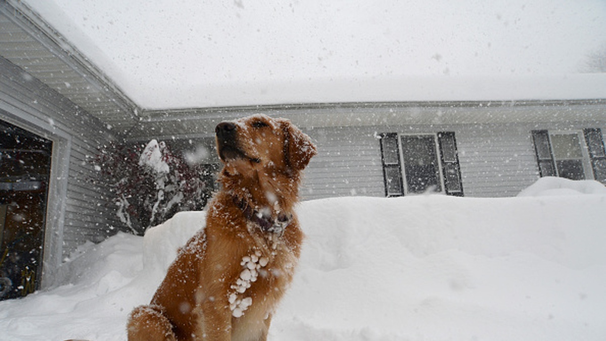 Dog trapped in freezing water with only her head visible above the ice ...