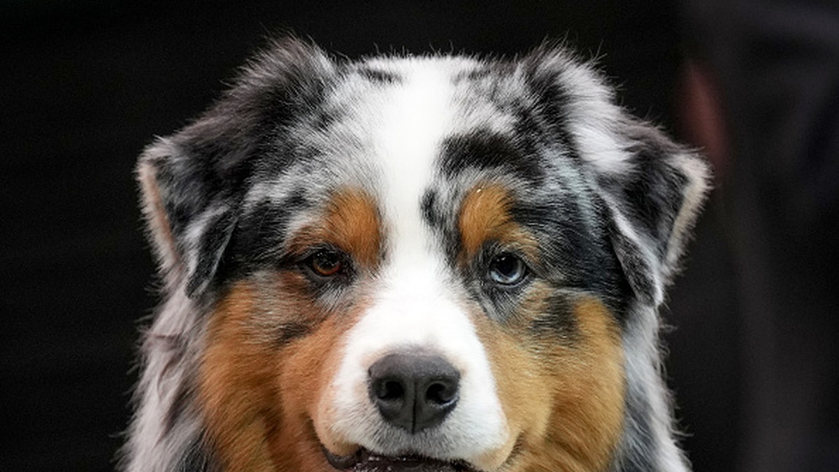 Owner searches for escaped Australian shepherd for two days before ...