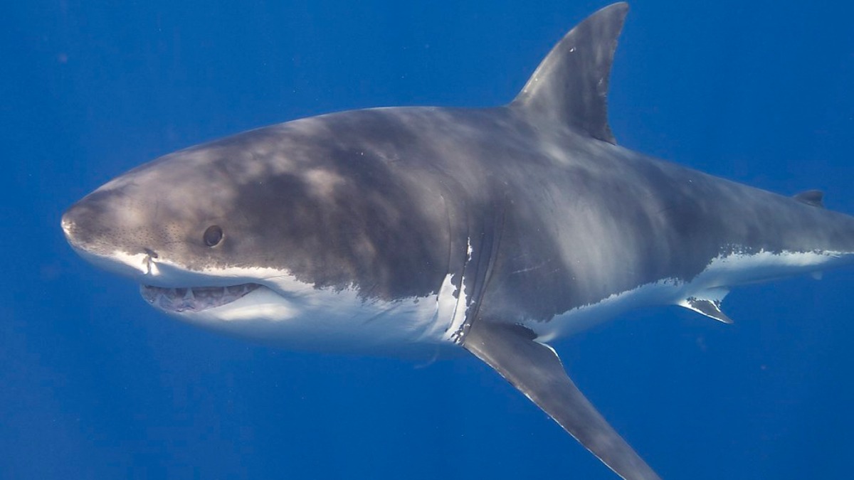 Fisherman accidentally caught a great white shark in Nantucket beach ...