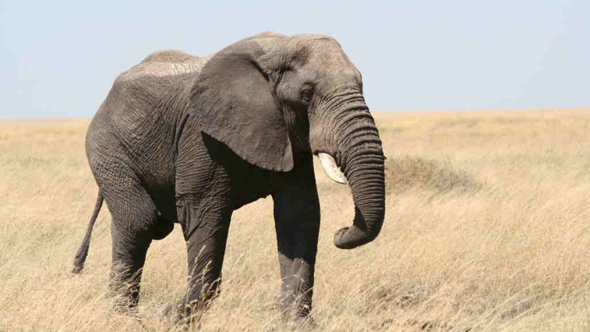Texas GOP convention's live elephant surprise takes an unexpected turn ...