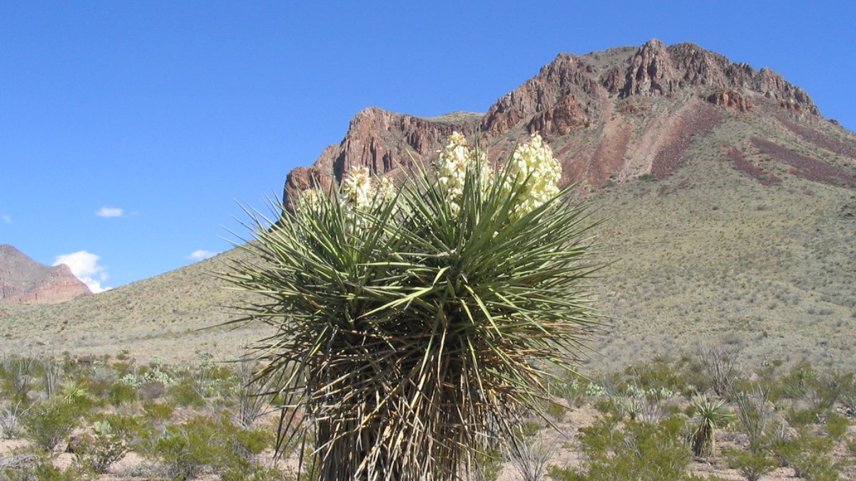 DHS allegedly waived environmental laws including, the Endangered ...