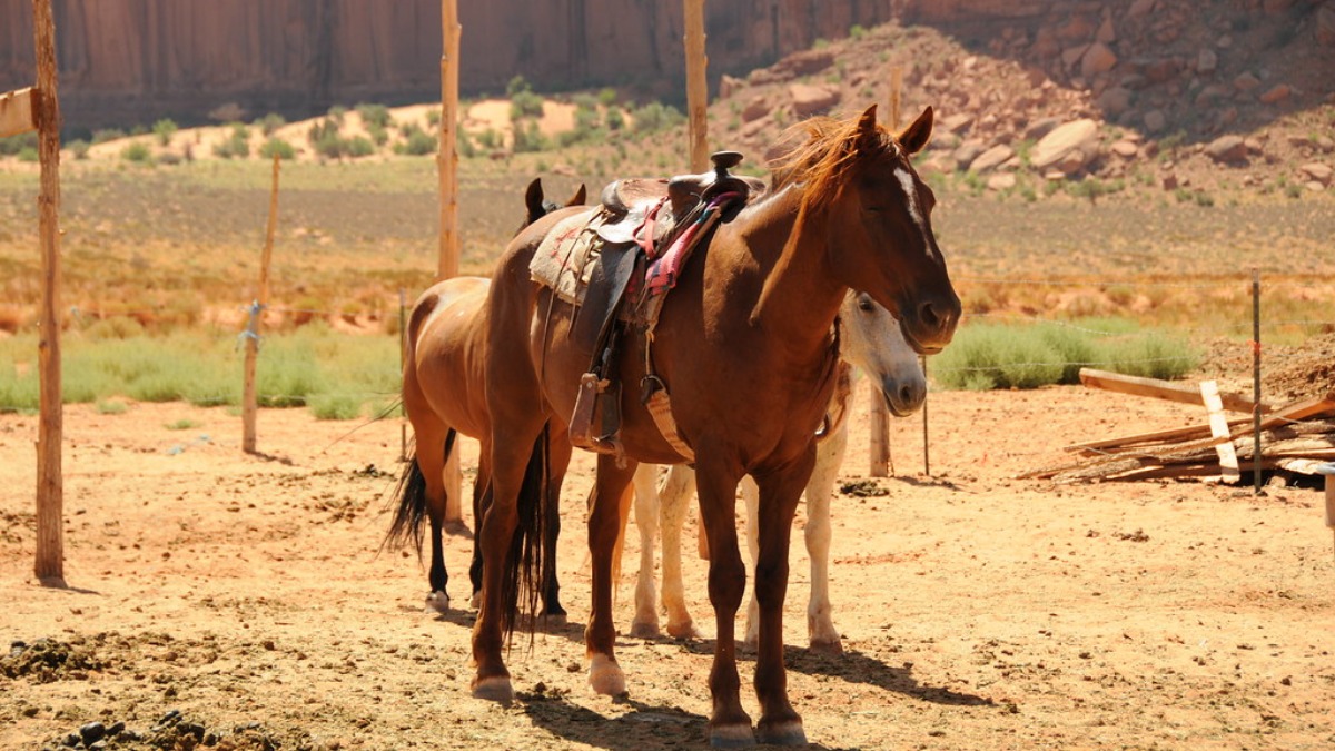 Three horses were found stabbed at a Las Vegas rodeo event, and the ...