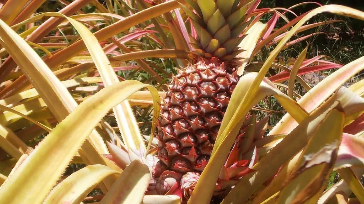 One company spent 16 years engineering a patented pink pineapple, and ...