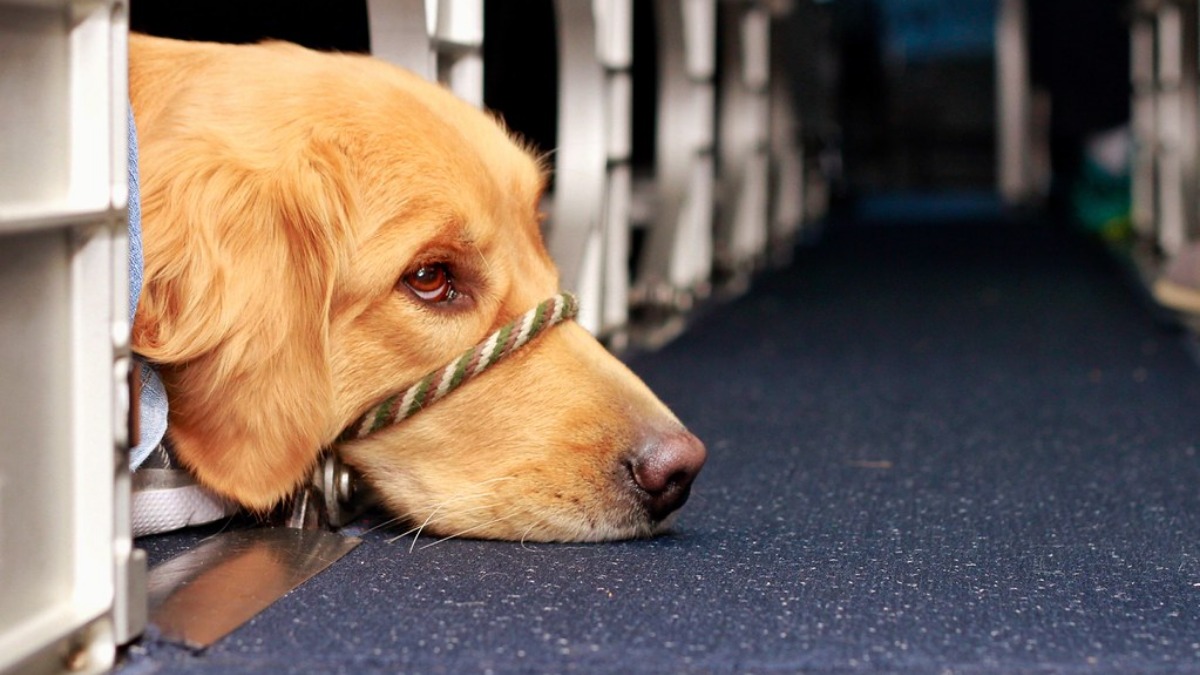 This 80-year-old woman was accused of kicking a service dog, but she ...